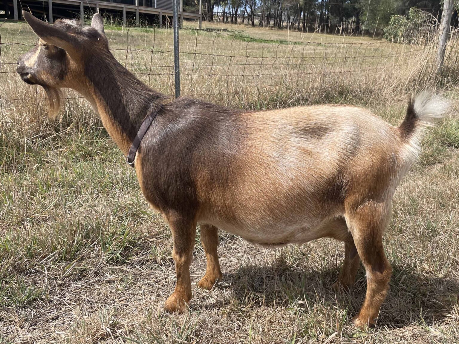 First Fleet Cassandra – First Fleet Nigerian Dwarf Goats